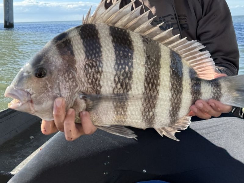 Way South Chesapeake Bay Fishing Report, October 2025 | FishTalk Magazine